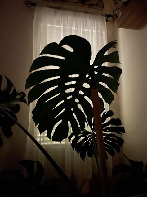 Monstera Lookin Cute Even In The Middle Of The Night Rmonstera