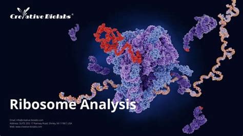 Recombinant Antibody Overview I Creative Biolabs Pptx