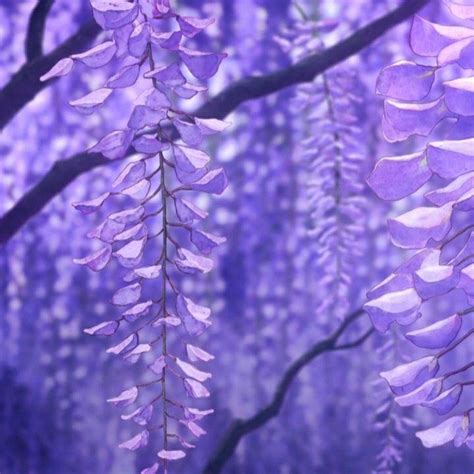 🔥 30 Demon Slayer Wisteria Wallpapers Wallpapersafari
