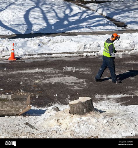 Tree Stump Removal Hi Res Stock Photography And Images Alamy