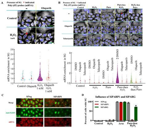 After Polysome Destabilization By Puromycin Parp1 Activation Triggers After Polysome Destabilization By Puromycin Parp1 Activation Triggers