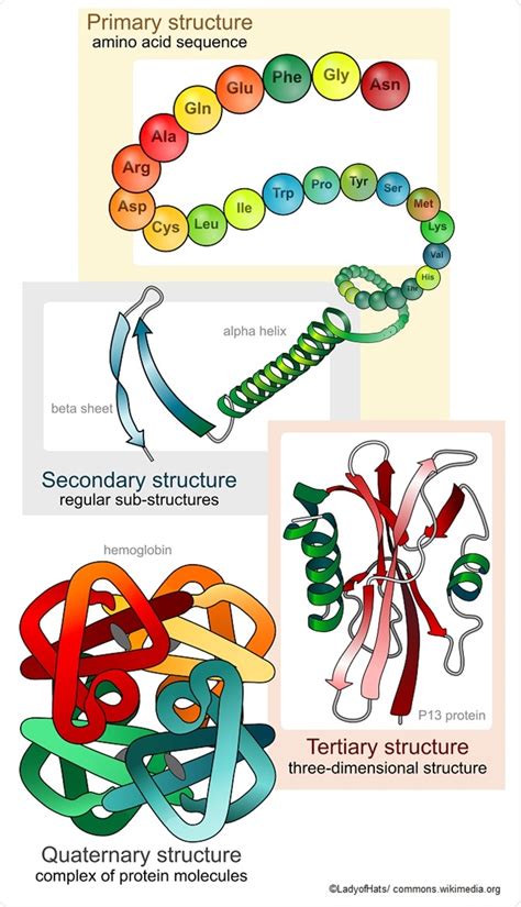 protein structure and function