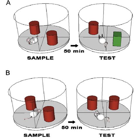 Diagrams Of The Experimental Designs For Object Recognition And Spatial