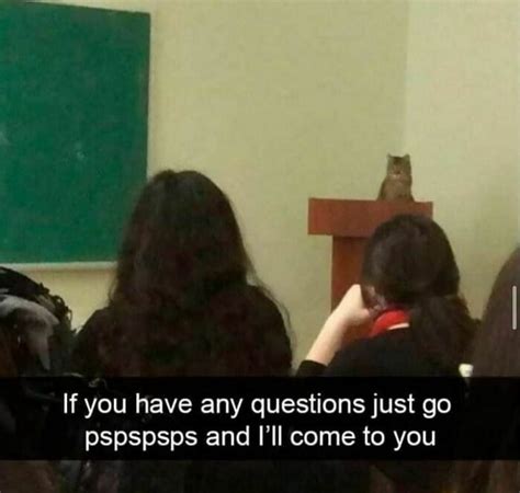50 Hilarious And Relatable Memes Dedicated To All Things Feline