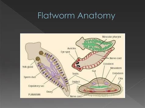 Ppt Flatworms Roundworms Powerpoint Presentation Id