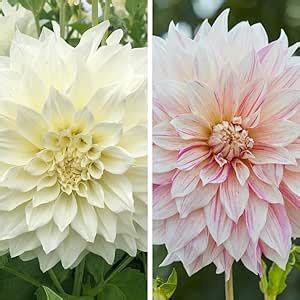 Dahlia Café Au Lait Collection Enormous Dinner Plate Dahlias In
