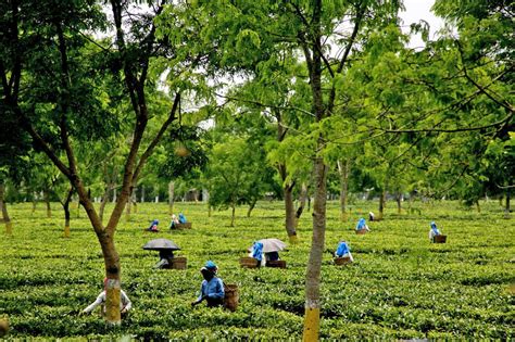 Hope For Reform In Assams Tea Sector