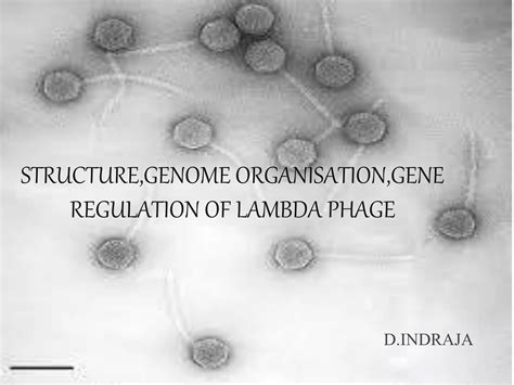 Structure Genome Organisation Gene Regulation Of Lambda Phage PPTX
