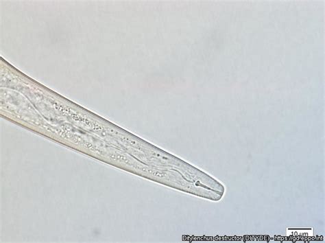 Pdf Ditylenchus Destructorstylet Ttaxondityde