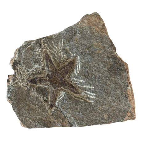 Phylum Echinodermata Fossils