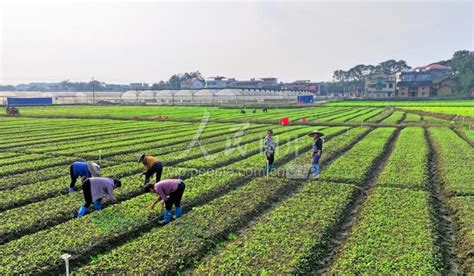 湖南常宁：金秋时节农事忙 人民图片网