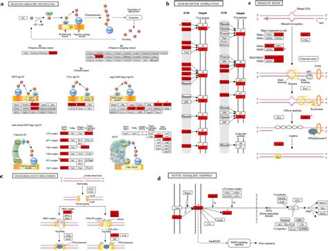 Most Significantly Enriched Pathways Revealed By Kegg Enrichment
