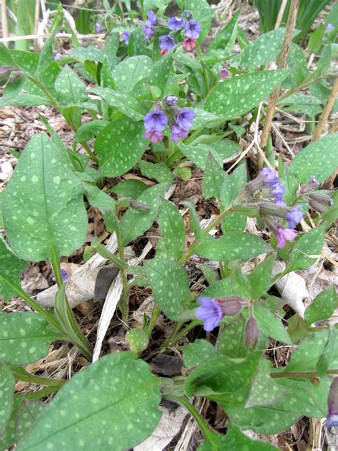 Identifying Lungwort And Ways To Use It — Practical Self Reliance