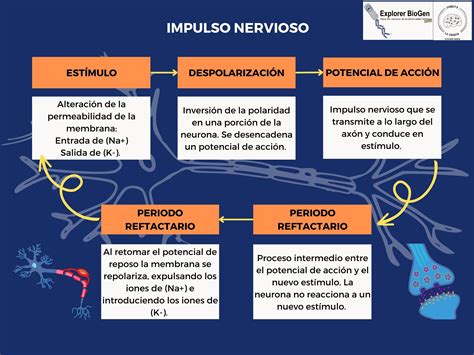 Sinapsis Eléctrica Y Química Explorer Biogen