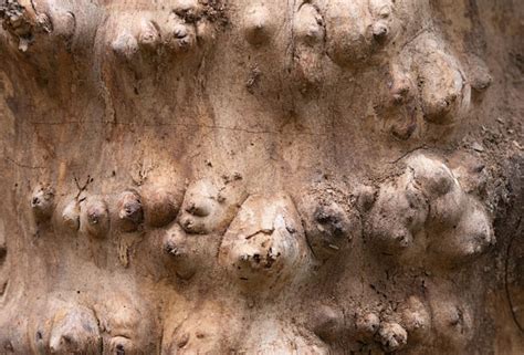 Premium Photo Tree Trunk Without Bark Bulges