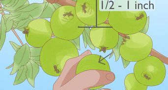 How To Prune Plum Trees 11 Steps With Pictures WikiHow