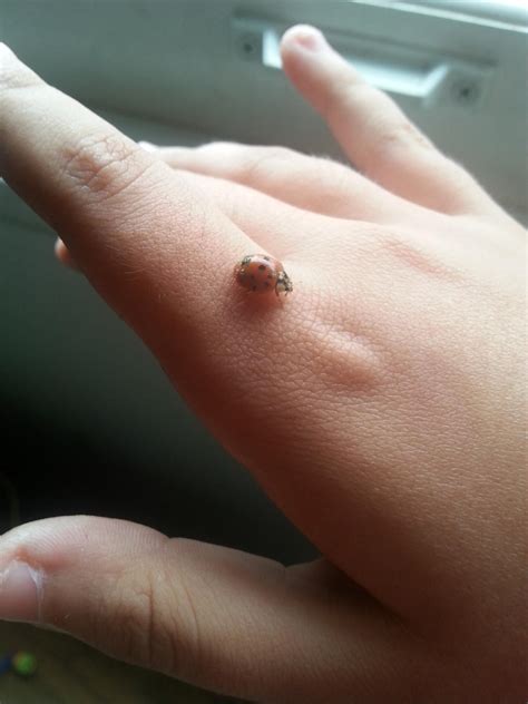 Ladybug By Perla Guzman Colon On Deviantart