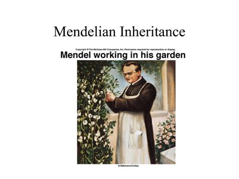 Ppt Mendelian Inheritance Powerpoint Presentation Free Download Id