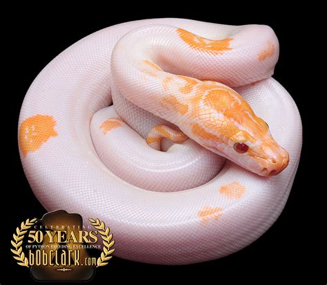 Burmese Pythons