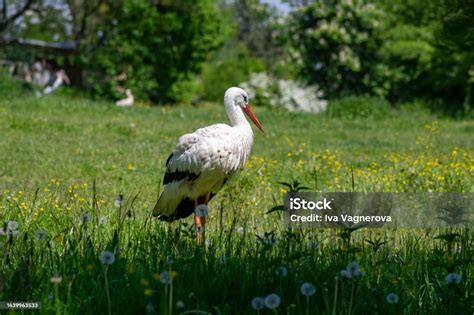 흰색과 검은 색 깃털과 붉은 부리와 다리가있는 초원의 풀밭에서 큰 새 흰 황새 Ciconia 사냥 홍부리황새에 대한 스톡 사진 및 기타 이미지 Istock