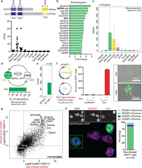 Mouse Dux A Functional Ortholog Of Human Dux4 Activates A 2c