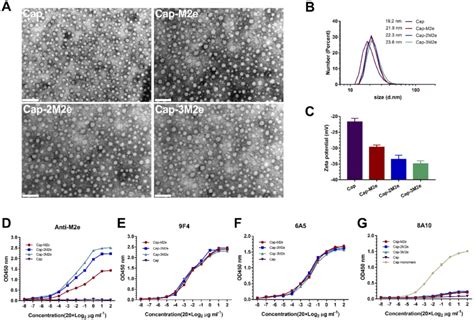 Characterization Of Cap Nm2e Vlps Notes A Transmission Electron Download Scientific Diagram