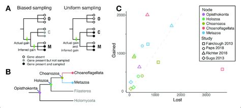 Genes Lost And Gained A Example Of Biased Sampling Left Although
