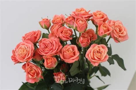 500억 원 장미 시장에 도전하는 국내 육성 품종