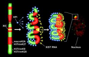 BGDB Sexual Differentiation Sex Determination Embryology
