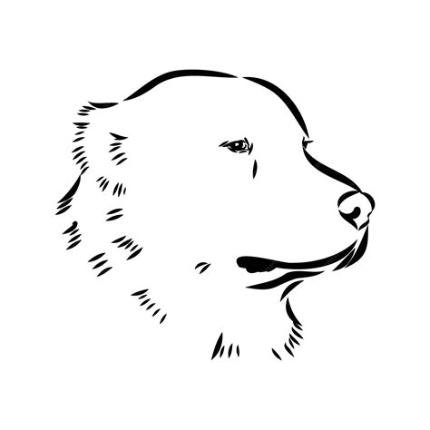 Premium Vector Akbash Dog Hand Drawing Vector Illustration Isolated