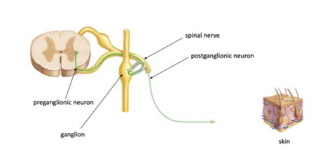 Autonomic Nervous System Flashcards Quizlet