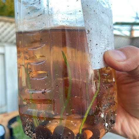 1000 Yellow Passion Fruit Seeds Pack Passiflora Seeds For Home