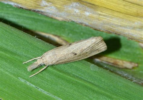 Chilo Partellus Alchetron The Free Social Encyclopedia