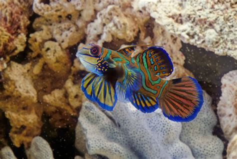 Spotted Mandarin Fish