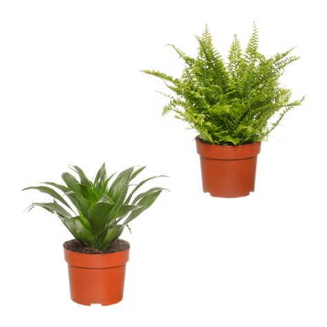 GARDENLINE Grünpflanze von ALDI Nord ansehen!