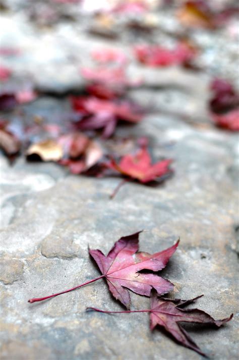 무료 이미지 도서 식물 꽃잎 독서 빨간 색깔 가을 담홍색 단풍잎 책장 미술 모양 사랑하는 일기 6016x4000 906441 무료 이미지