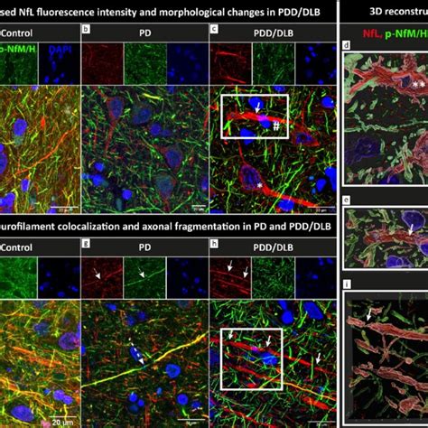 A The Fabrication Process Of The Pdan Nps B Sem Image Of Pdan C Download Scientific