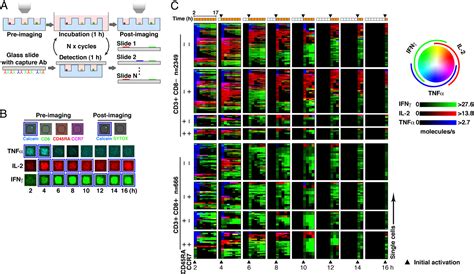 Figure 1 From Polyfunctional Responses By Human T Cells Result From