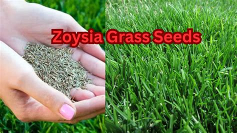Top 10 Zoysia Grass Seeds Planting Care Growth And Lawn Tips