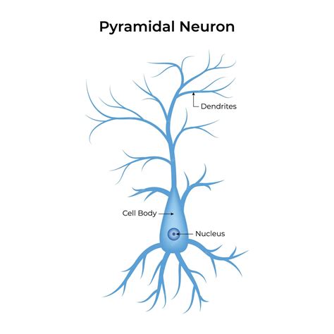 Premium Vector Pyramidal Neuron Vector Illustration
