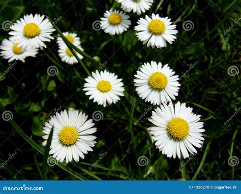 Oxeye Daisy Flower Background Stock Photo Cartoondealer Com