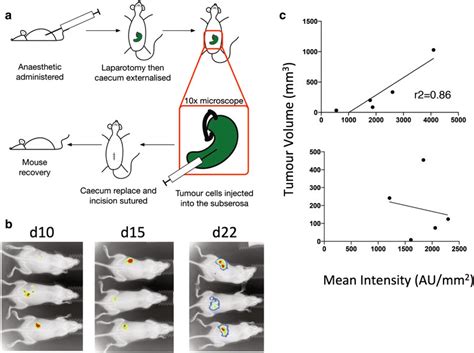 Intracaecal Model Of Cancer A Mice Were Anaesthetised And A Laparotomy Download Scientific