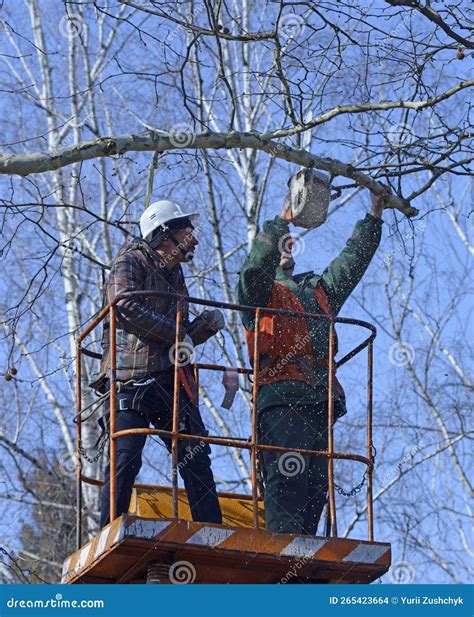 Arborists Cutting Branches Of A Tree With Chainsaw Using Truck Mounted