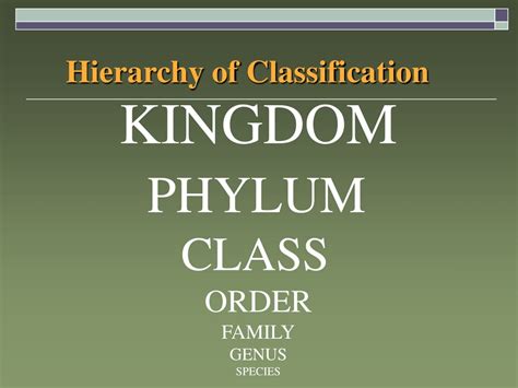 Ppt Arthropod Classification Powerpoint Presentation Free Download