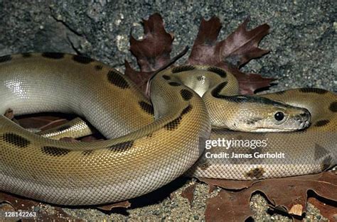 Bio Python Photos And Premium High Res Pictures Getty Images