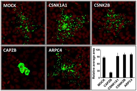R Conorii Spread From Cell To Cell Does Not Rely On Csnk1a1 Csnk2b Or