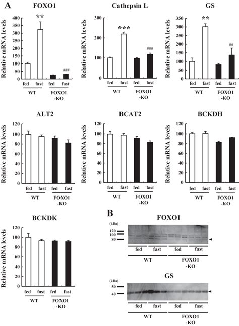 Gene And Protein Expression In Skeletal Muscle Of Fed And Fasted