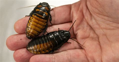 St Louis Scientists Found A Rare Mutant Cockroach In The Butterfly Houses Lab Rstlouis