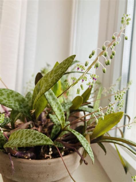 My Silver Squill Is Flowering R Houseplants
