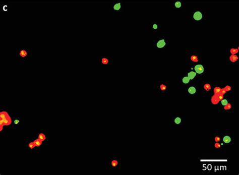 Scientists Develop New Ultra Precise Single Cell Resolution 3d Bioprinting Technique 3d